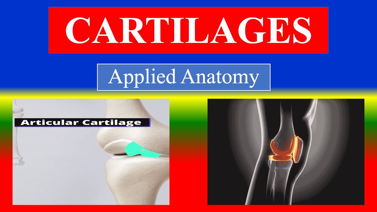 CARTILAGES - Hyaline, fibro cartilage, elastic cartilage - Applied ...