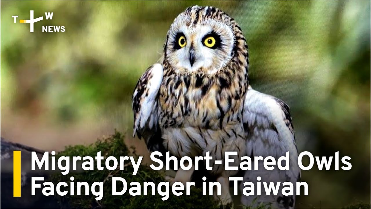 Migratory Short-Eared Owls Facing Danger in Taiwan | TaiwanPlus News ...