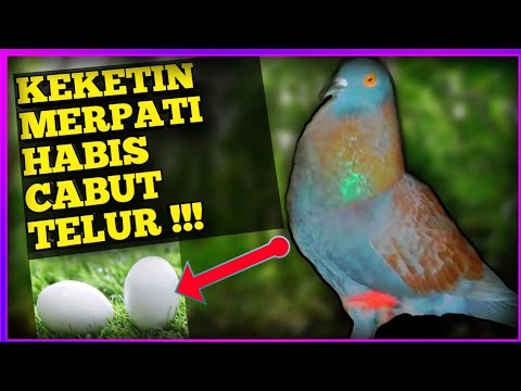 🛑 CARA KEKETIN MERPATI TER SIMPLE DI MUKA BUMI !!!!