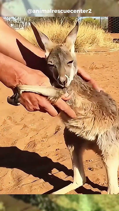 Heartwarming Rescue: A Man’s Love for an Orphaned Kangaroo 💓 - YouTube