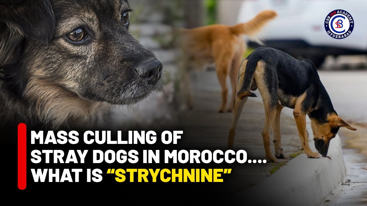 Mass Culling of Stray dogs in MOROCCO.....What is “Strychnine” || # ...