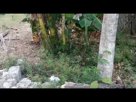 Ular king koros kawin/ Ptyas carinata famili colubridae - YouTube