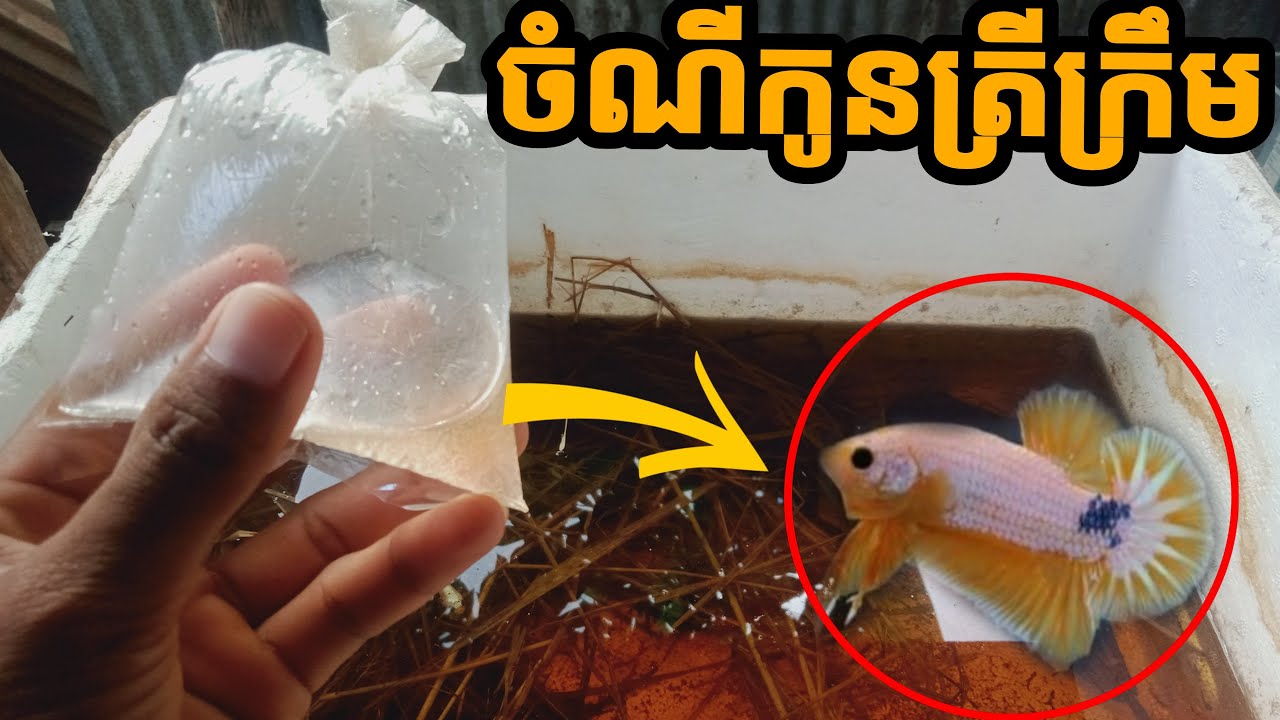 How To Grow your Betta Fish Fry Quickly with The Best Food | Betta Fry ...