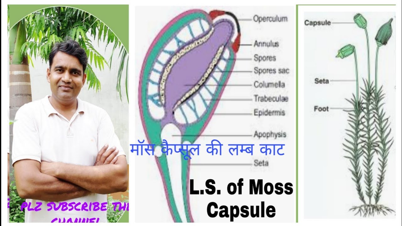 L.S. of Moss capsule(मॉस कैप्सूल की लम्ब काट) - YouTube