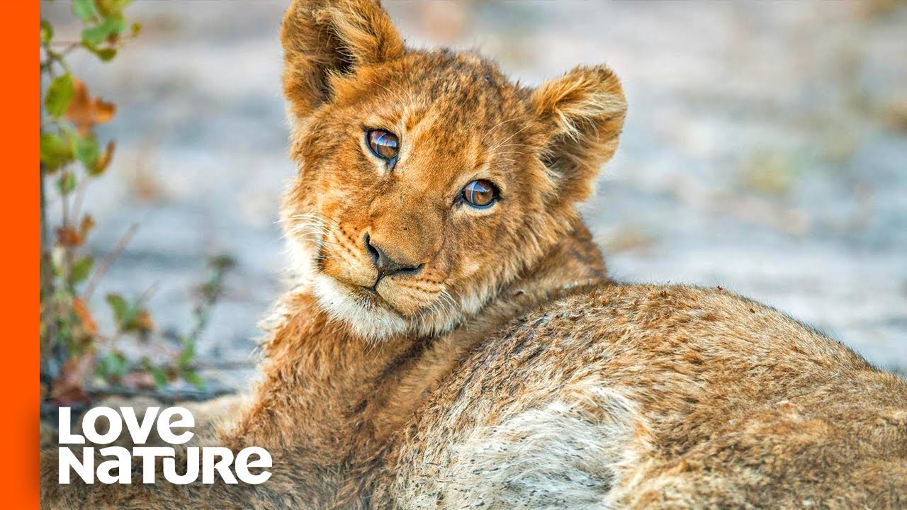 Lost Lion Cub "Spotty" Is on His Own | Part 2 | Love Nature - YouTube
