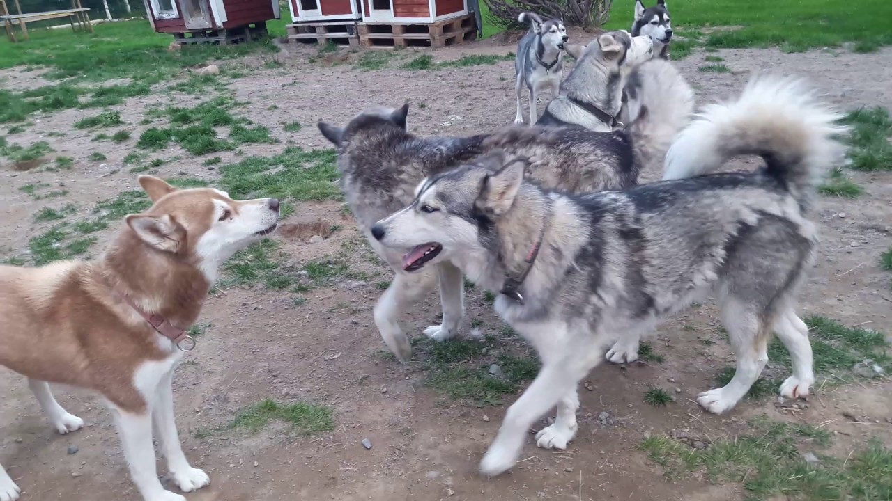 Awoooo!!! - YouTube