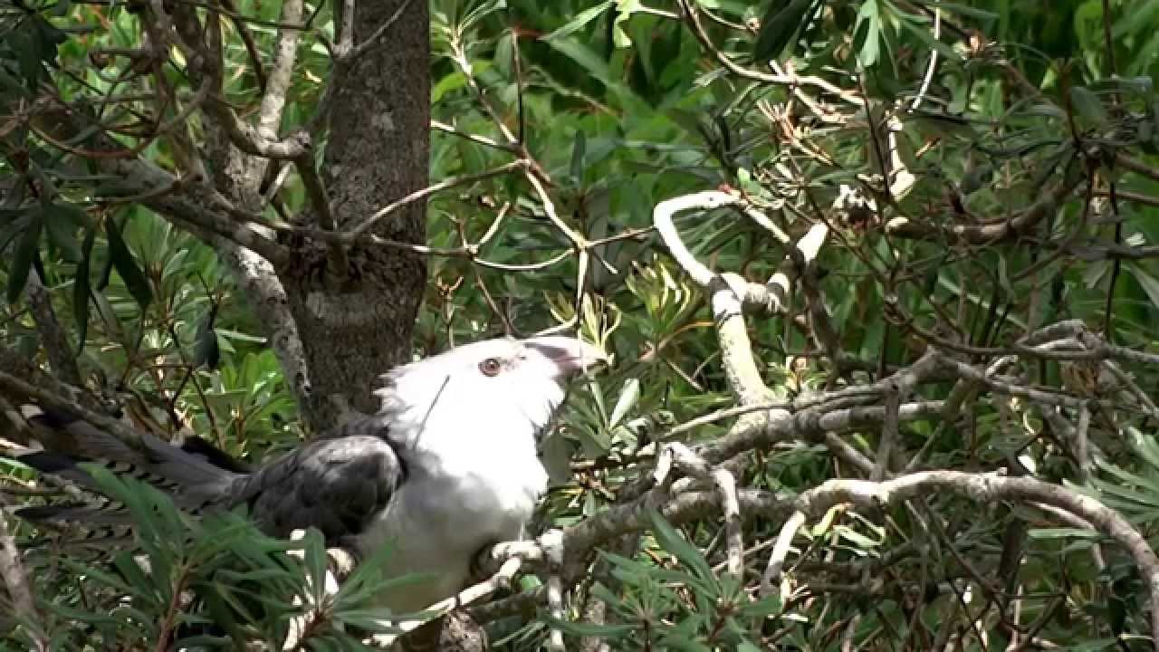 Channel-billed Cuckoo fledgling calling - YouTube