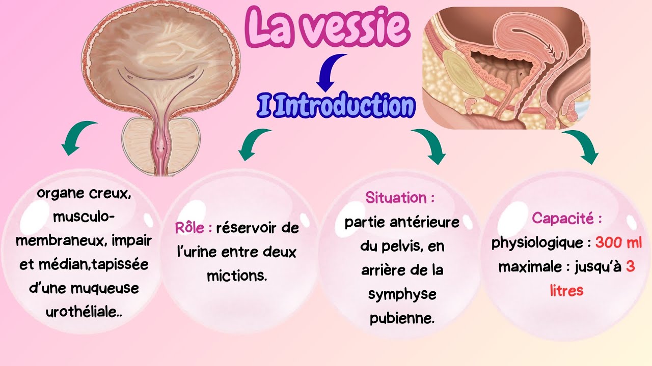 Anatomie de la vessie (2è année médecine): résumé complet - YouTube