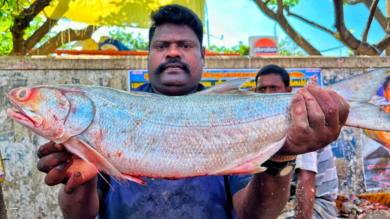KASIMEDU 🔥 SPEED SELVAM | BIG KAALA FISH CUTTING VIDEO | 4K VIDEO | KM ...