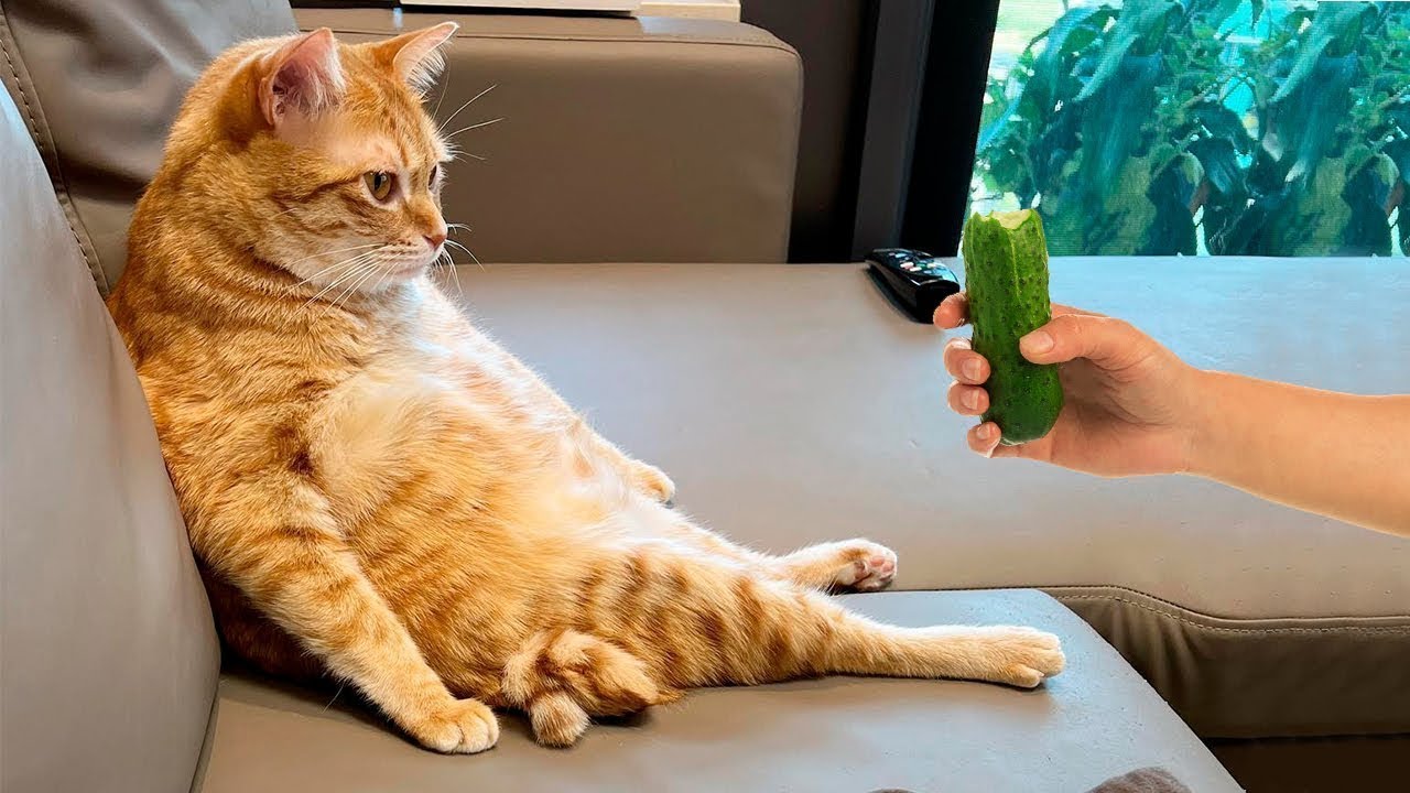 Time Spent With Cat Is Never Wasted Cute Ways Cats Show Their Love For ...