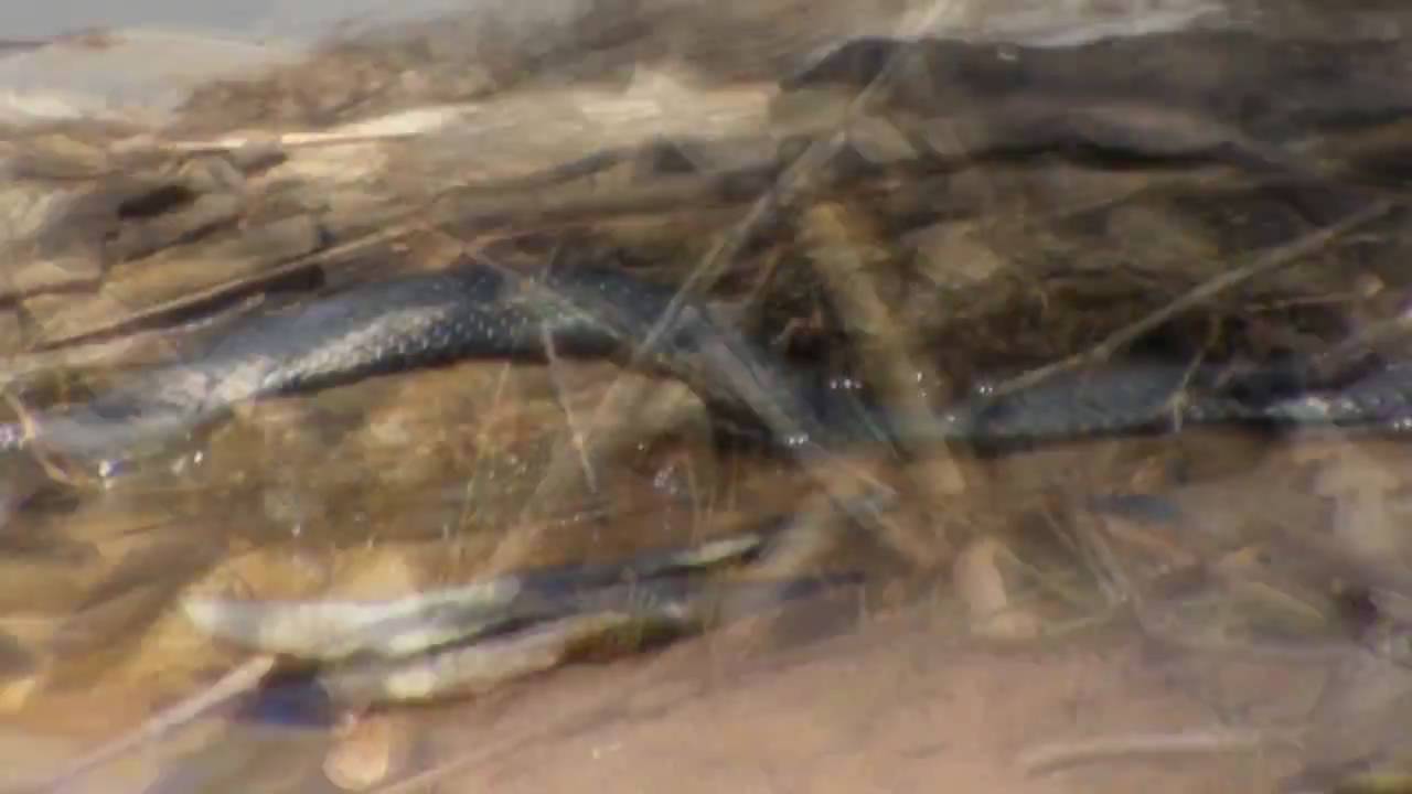 Murray River Expedition ~ Snake! - YouTube