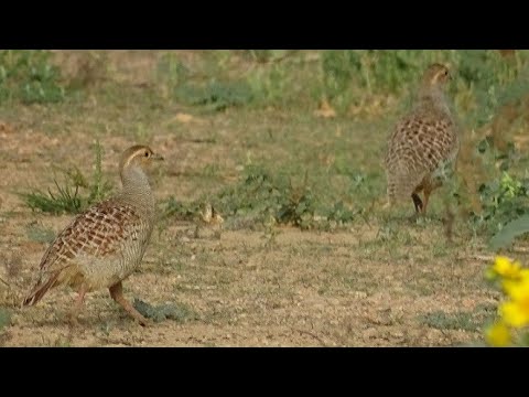 دیسی تیتر مادی کو اپنی طرف کیسے بلاتا ہے جنگل میں منگل تیتر کی آواز مکمل ویڈیو دیکھیں سمجھا جائے