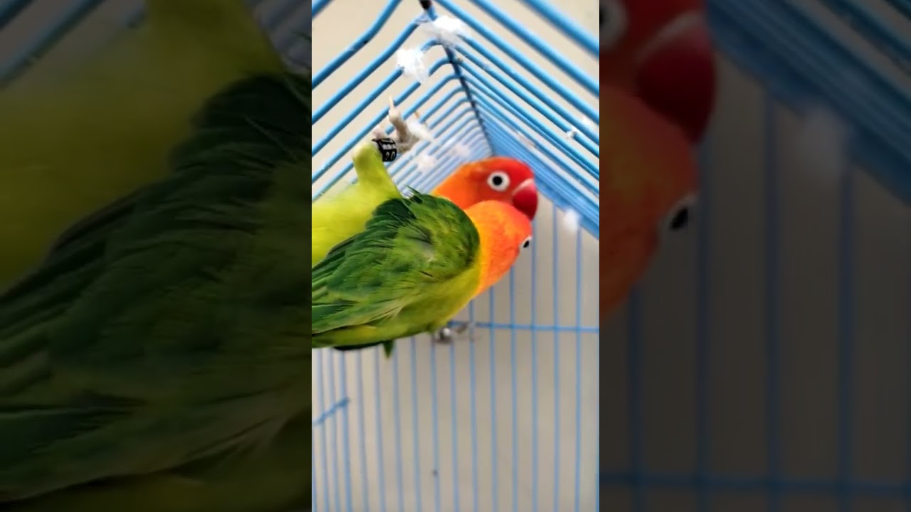 Green Opline Breeder Pair #birds #breeding - YouTube