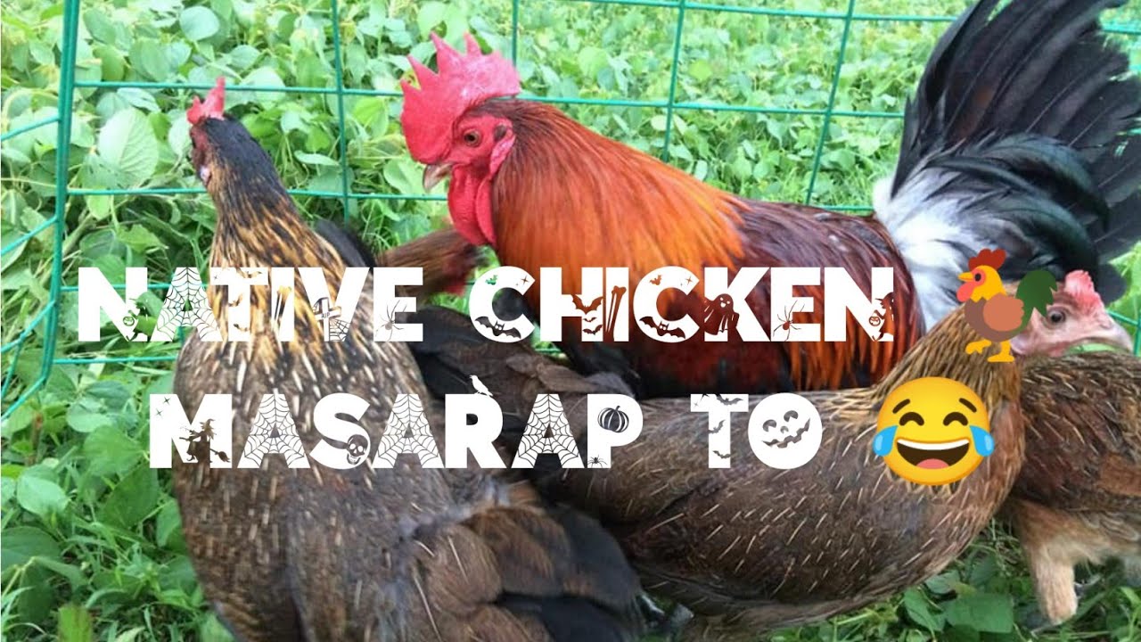 Native Chicken Ba kamo ? - YouTube