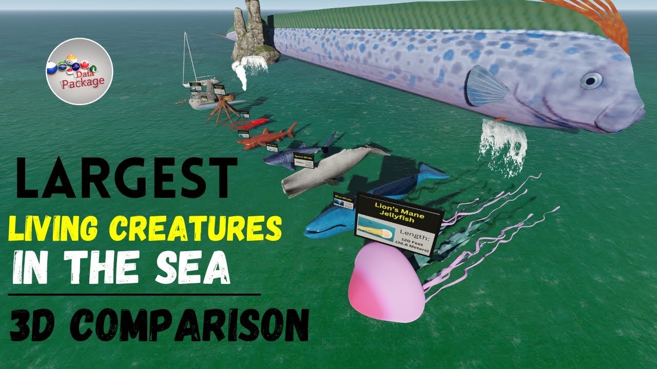 Largest Living Creatures in the Sea (3D Size Comparison) 🐳 🦈 🌊 - YouTube