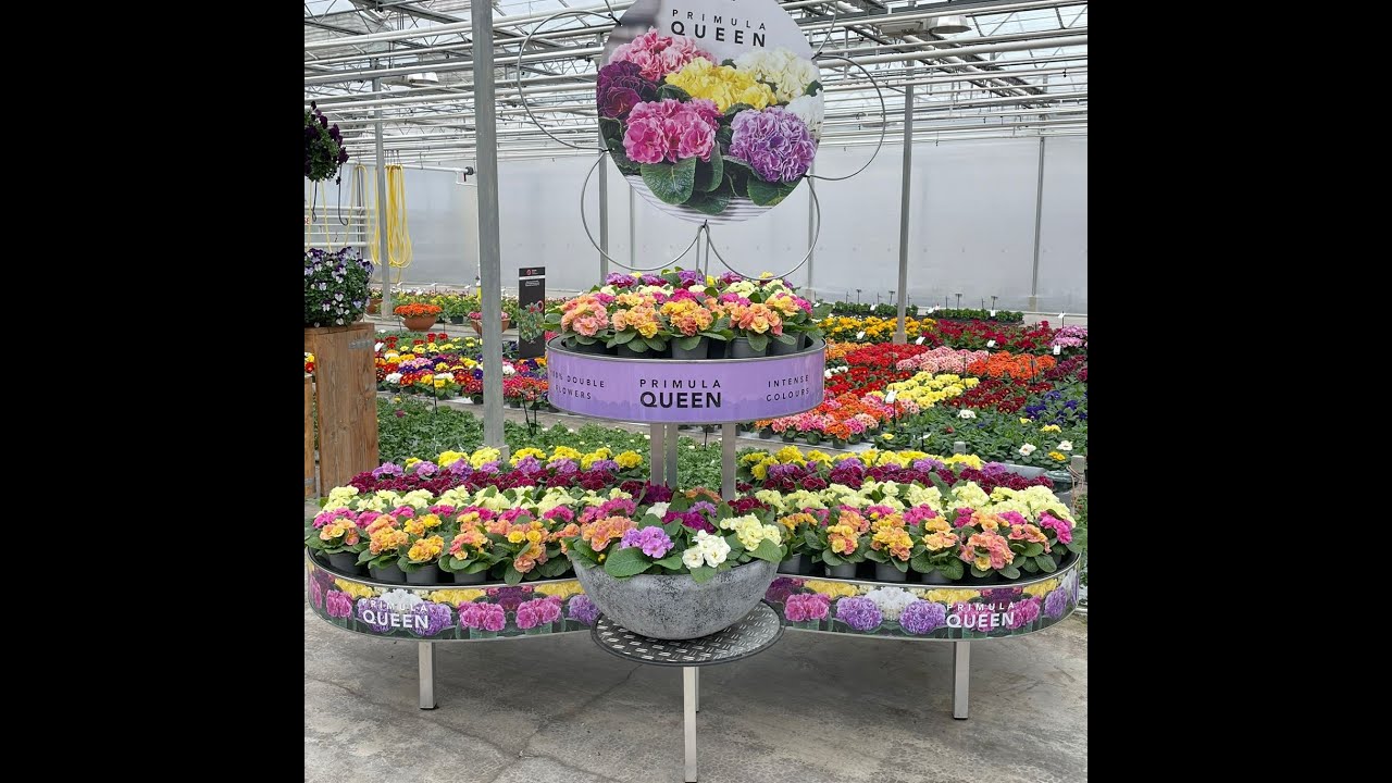 Primrose Queen - YouTube