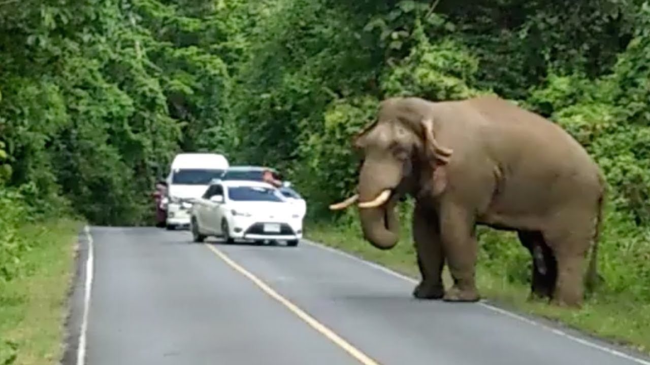 Elephant Blocks Row Of Cars - YouTube
