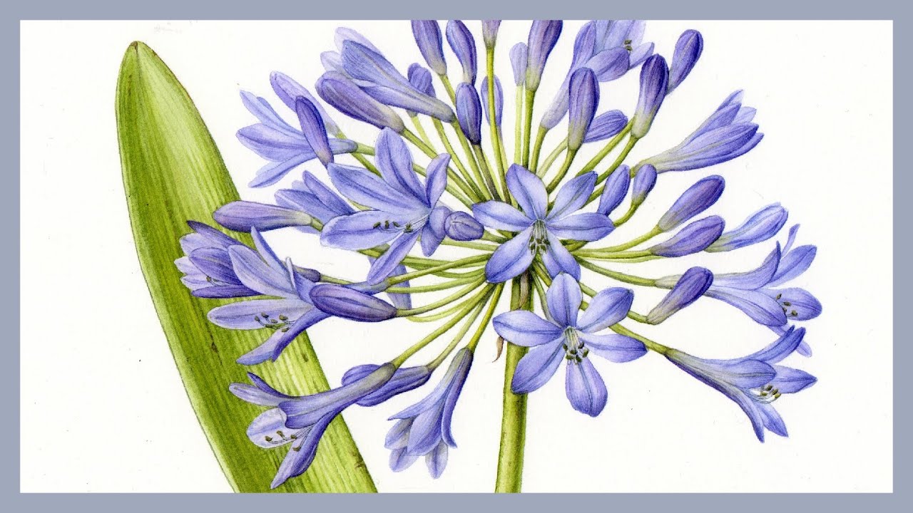 Agapanthus Flower Drawing