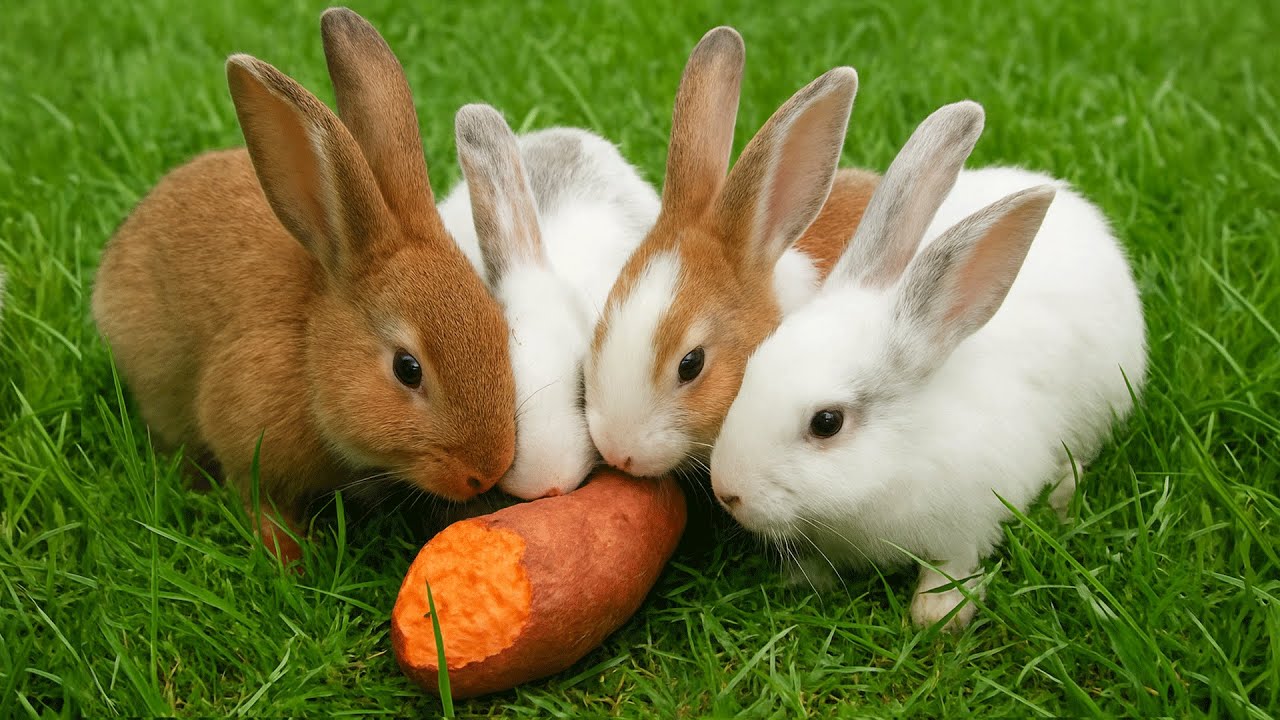Animals daily vlog, Let`s eat fruits together, video compilation - YouTube