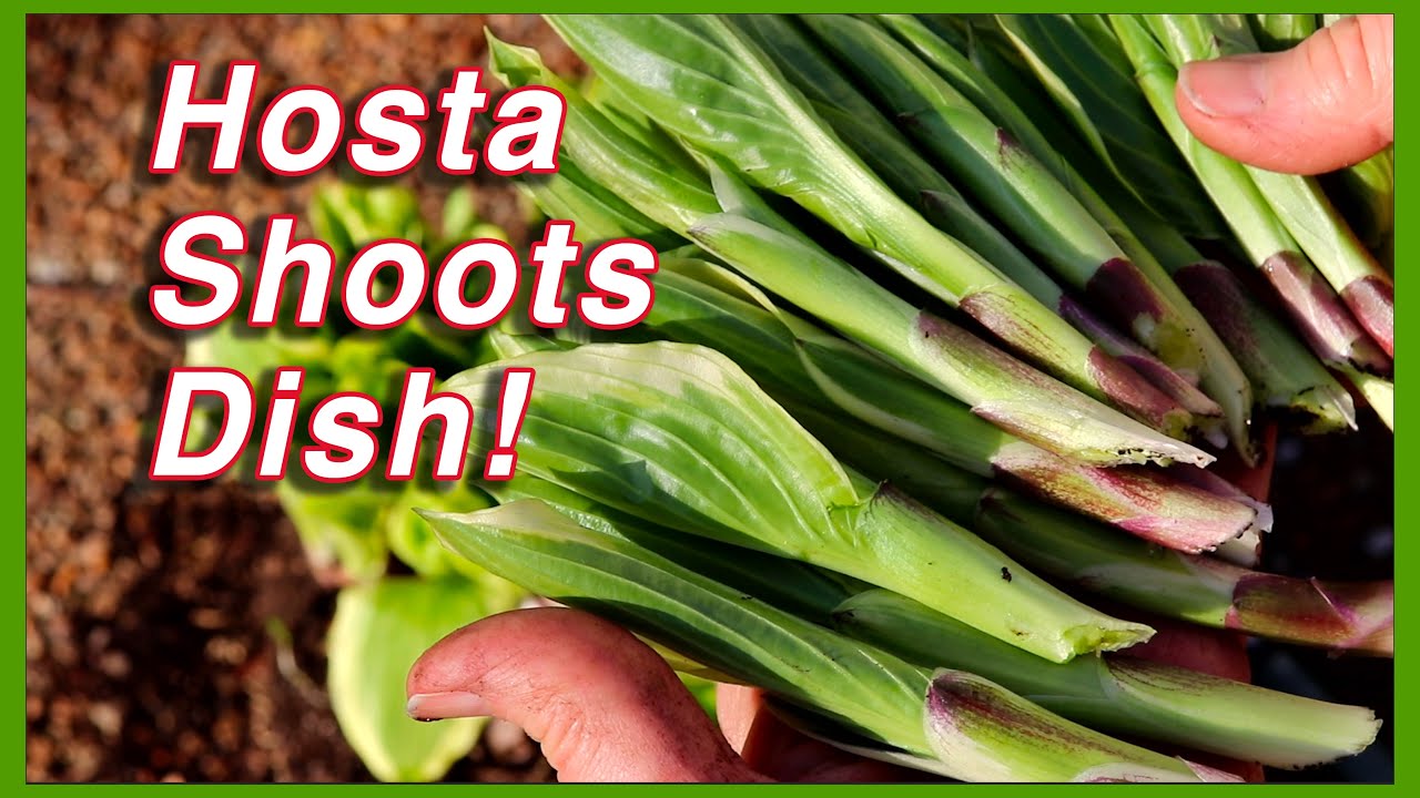 Hosta Shoots | Easy and Delicious Sidedish! - YouTube