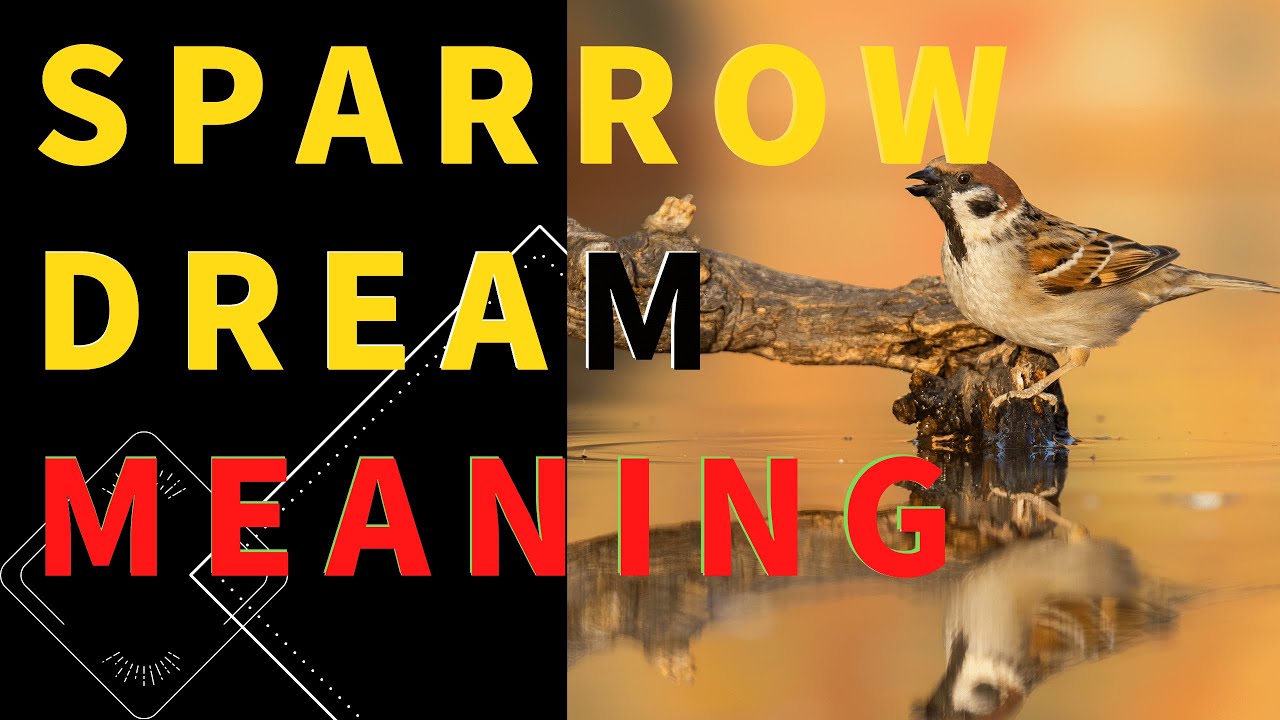 Dream about Sparrow : Dreaming of sparrows symbolizes freedom and ...