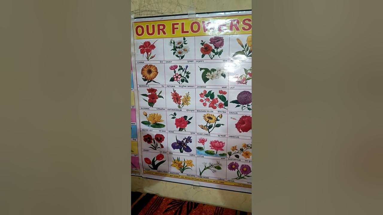 flowers recognition by advika#flowersname #learnenglish # ...