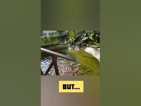 KL Coding Cup 2023 #shorts #coding #devlog #competition - YouTube