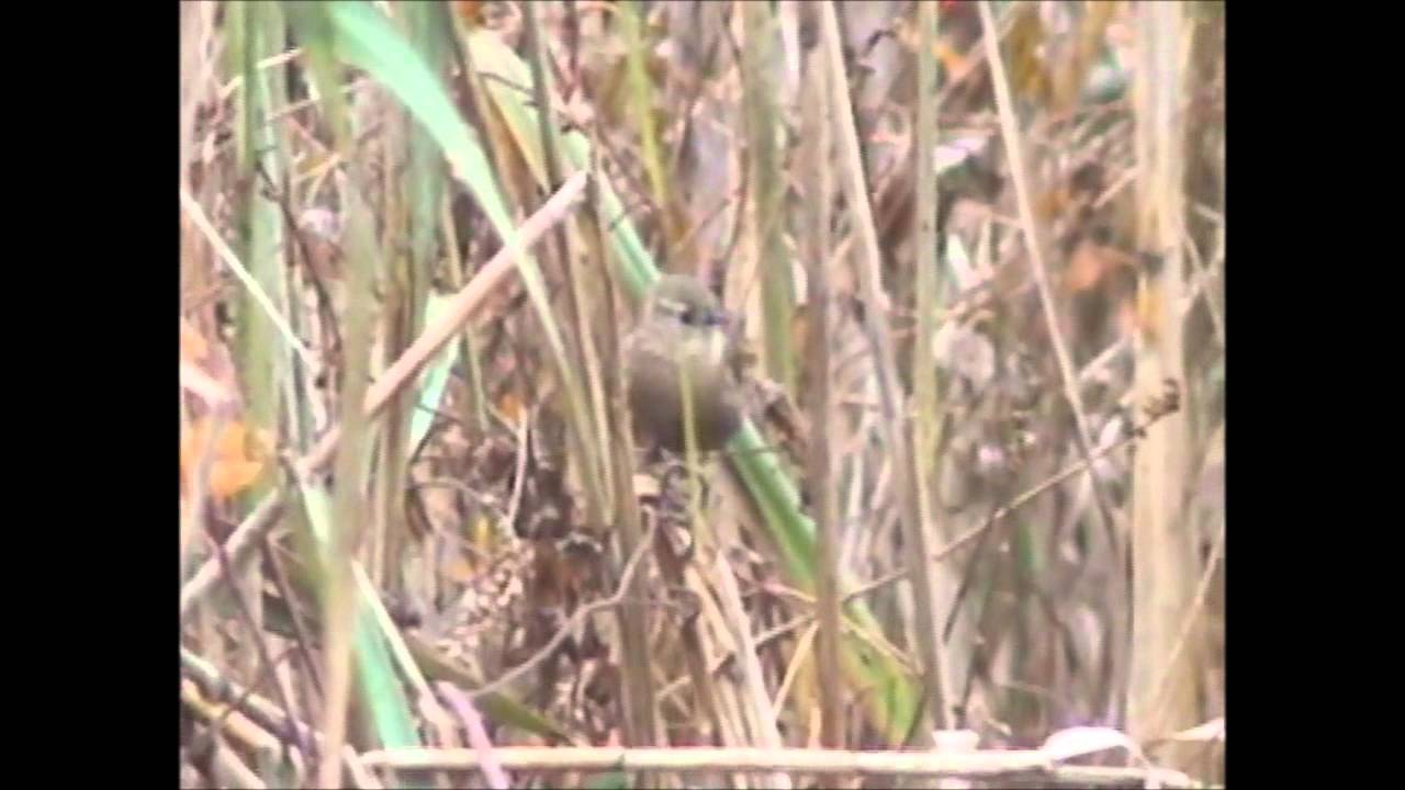 Winter Wren with Protective or Admonishing Vocalization _ 17Nov2013 ...