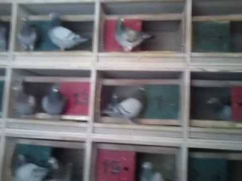 Brieftauben German racing pigeons loft Nesting pigeons mating Nestbau ...