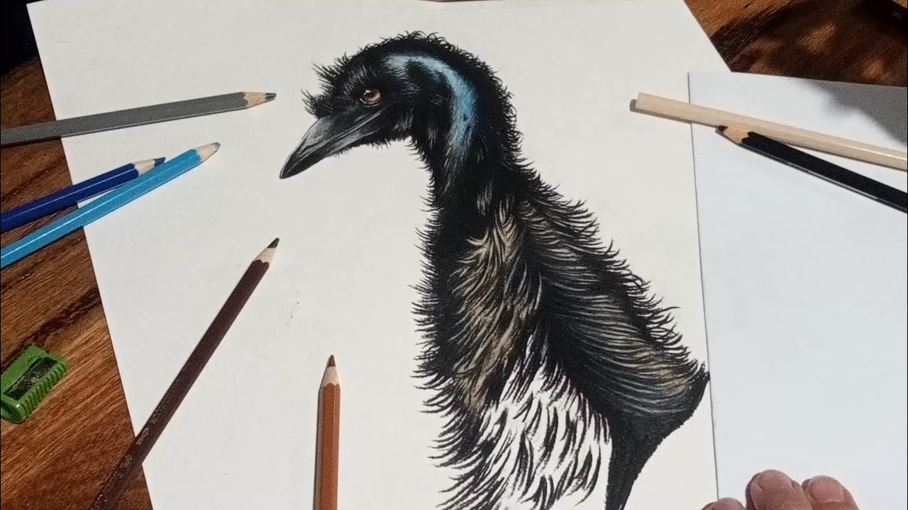 Emu Drawing pt1 timelapse by Harley Akers - YouTube