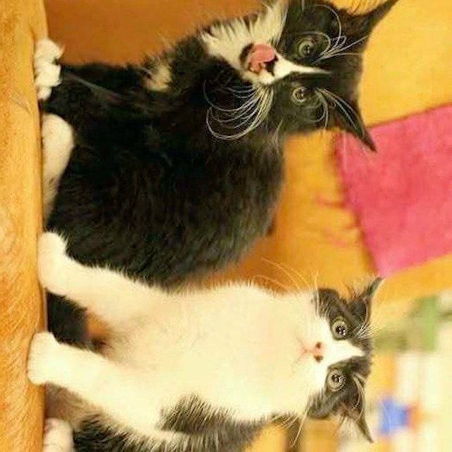 Baby Katniss 8 Years Ago, at 3 Months Old! #cat #cats #catlovers # ...