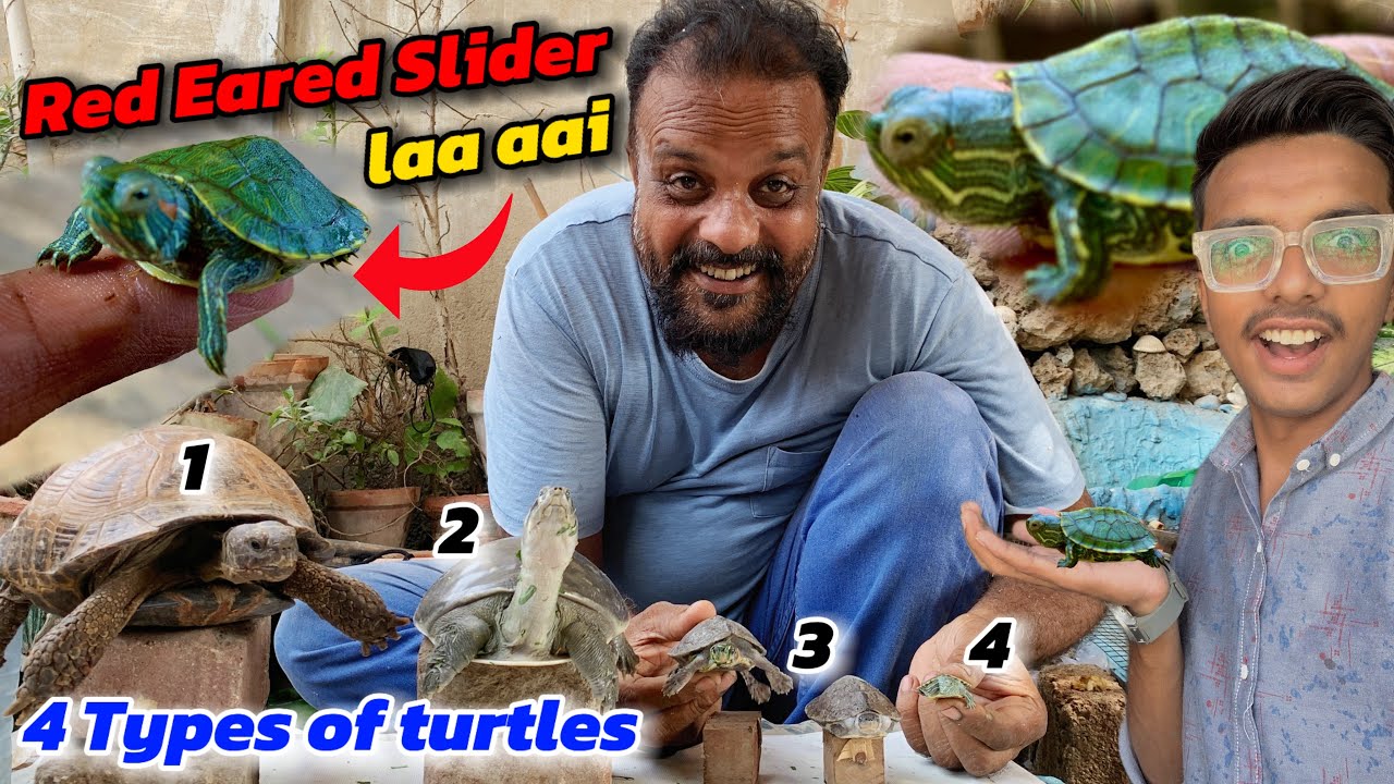 Red Eared Slider Turtle 🐢 laa aai ll 4 types of Turtles 🐢 #turtles # ...