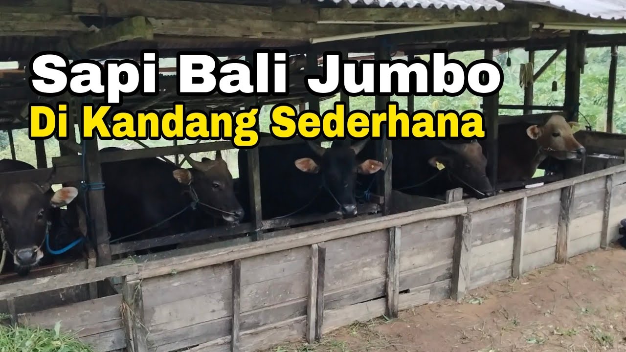 Sapi Bali Jumbo Qurban 2024 || leher beton lurr!! - YouTube