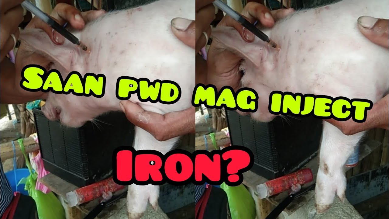 HOW TO INJECT IRON?(Swine Technician Daily Routine) - YouTube