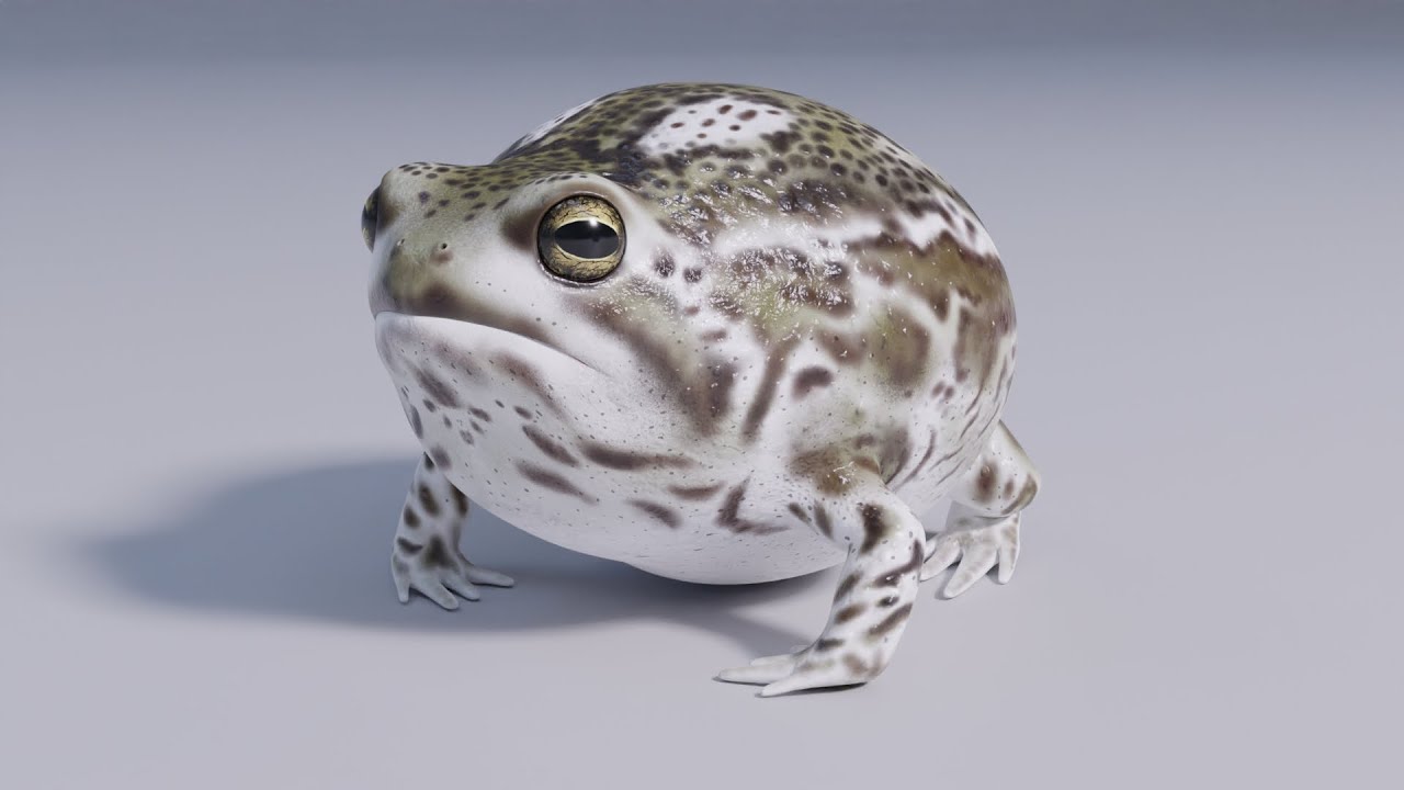 Game Ready Desert Rain Frog 3D Model - YouTube