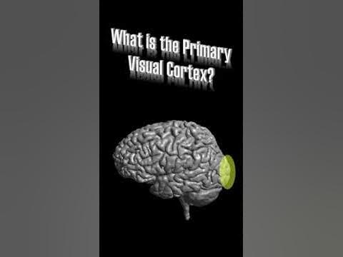 Primary Visual Cortex (V1) - YouTube