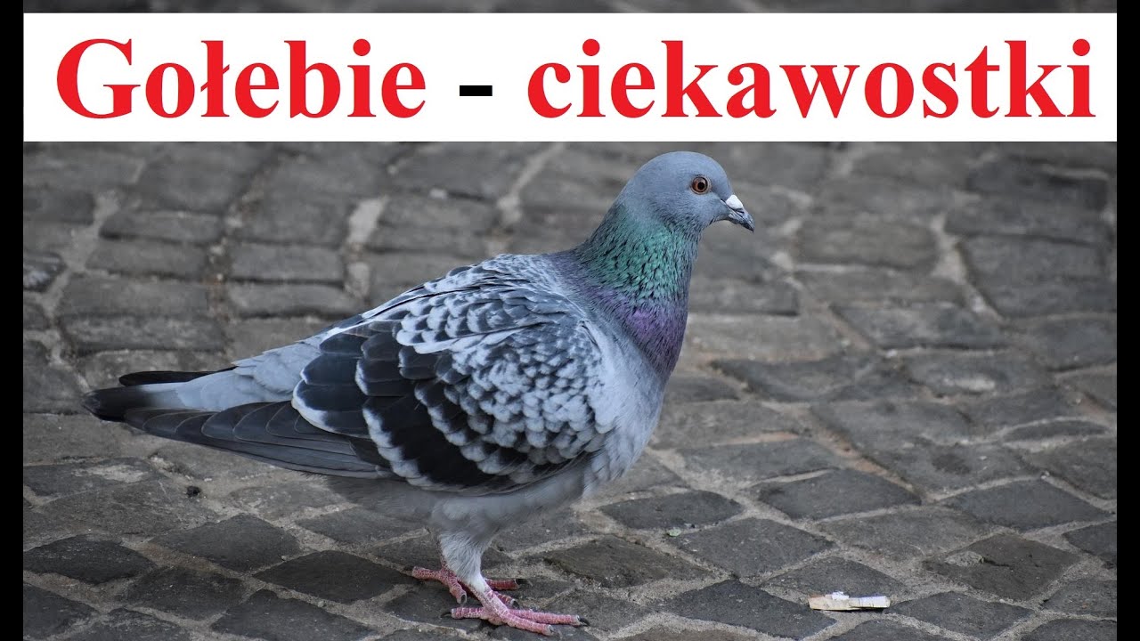 GOŁĘBIE - ciekawostki o ptakach - YouTube