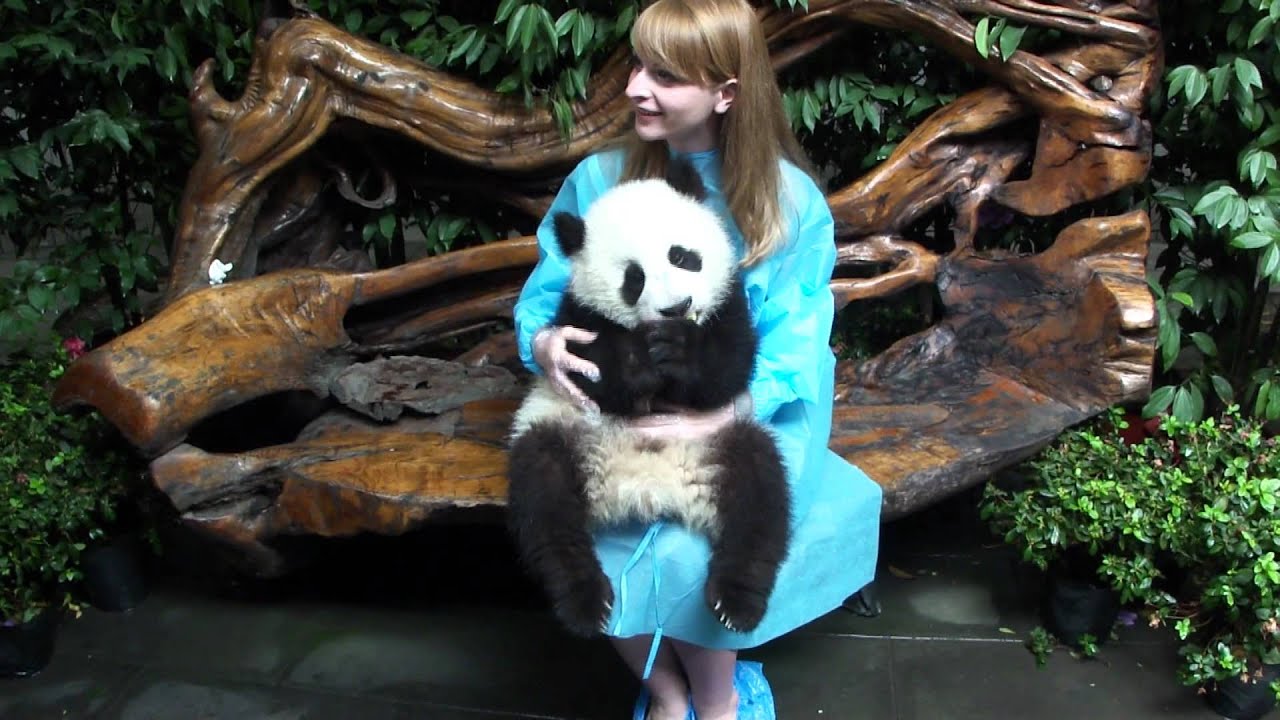 Holding a panda cub - YouTube