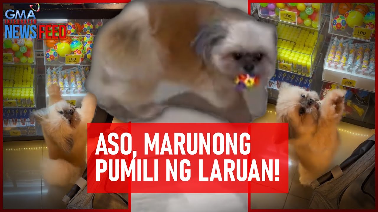 Aso, marunong pumili ng laruan! | GMA Integrated Newsfeed - YouTube