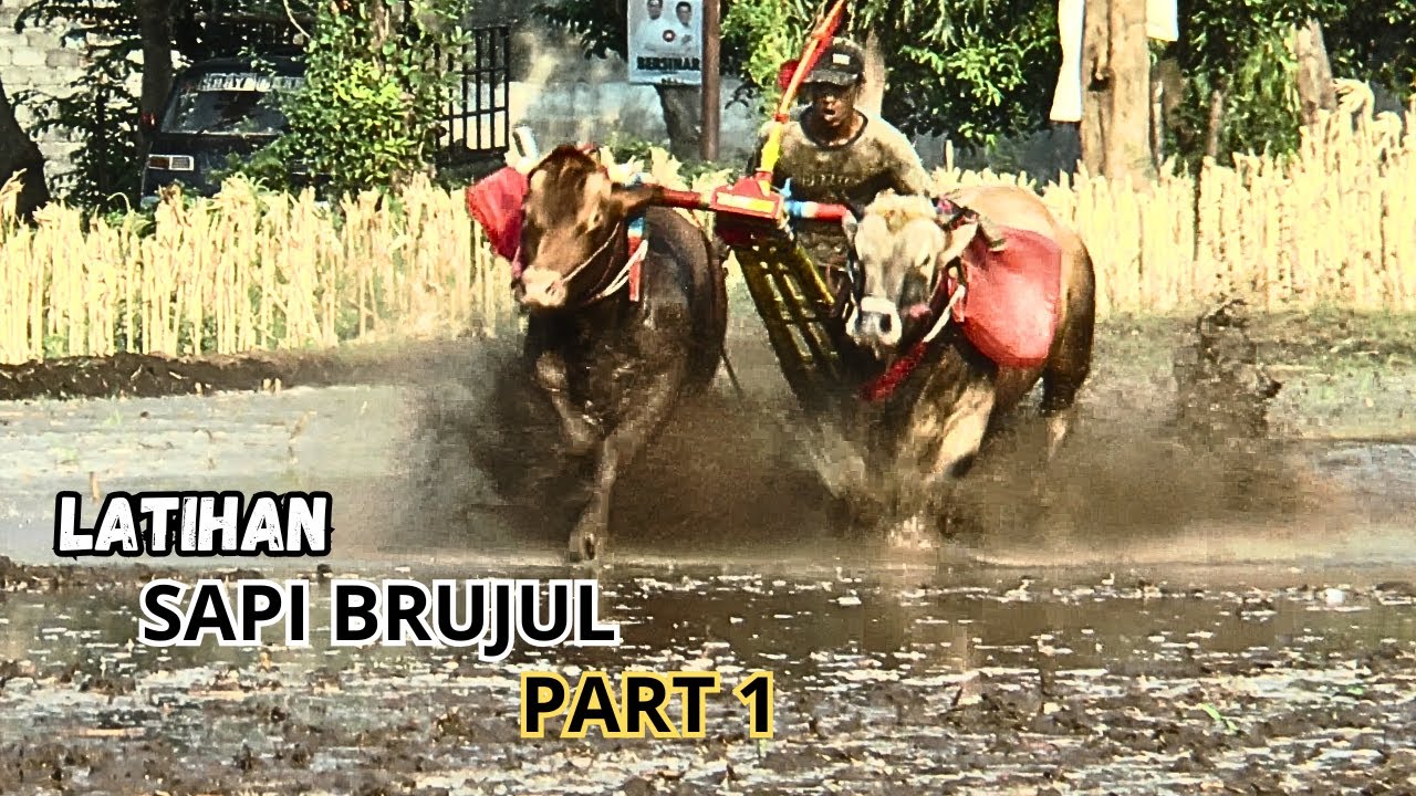 LATIHAN KARAPAN SAPI BRUJUL PERSIAPAN LOMBA PEKAN DEPAN DI PROBOLINGGO ...