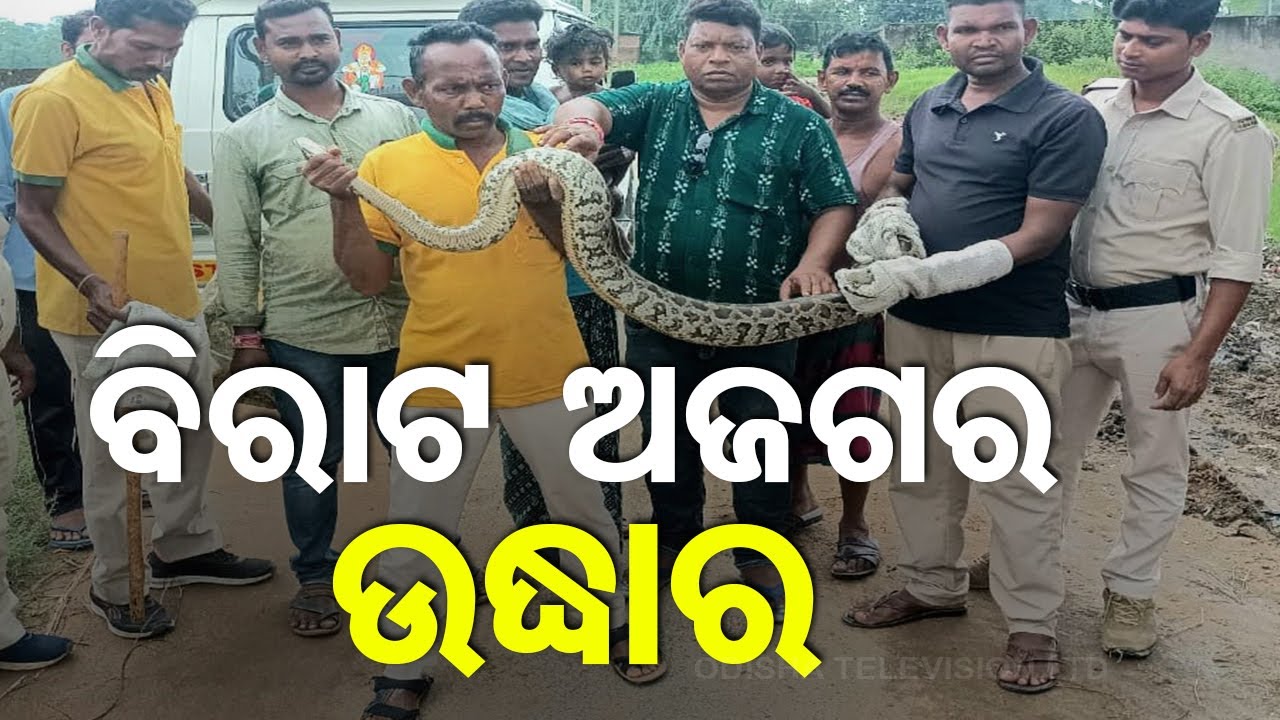 Massive 12-Foot Python Spotted Near Chandli Village during Road Construction Work in Sonepur ...