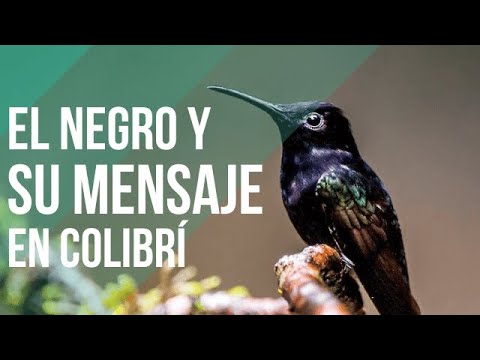 Qué SIGNIFICA VER un COLIBRÍ NEGRO 😯 - YouTube