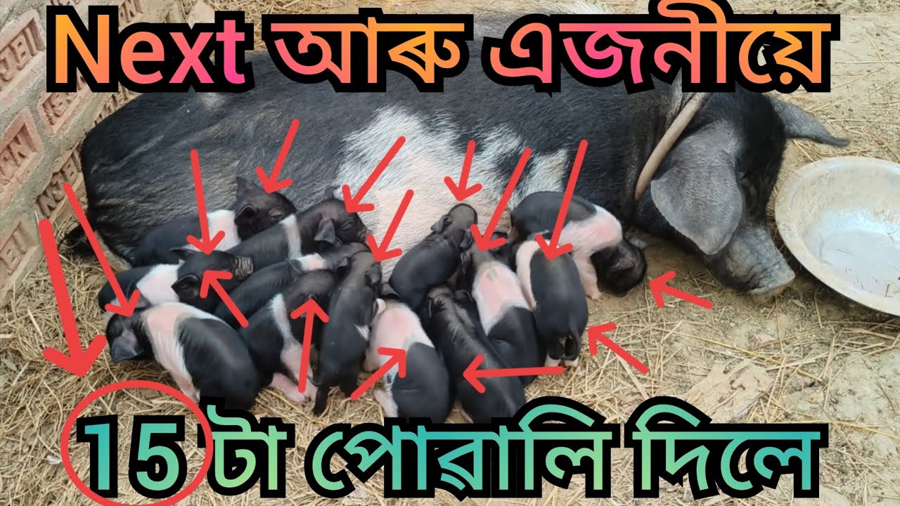 15 টা পোৱালি দিলে । Assam Pig farm । Gahori farm in Assam - YouTube