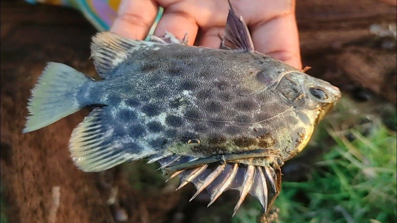 Traditional Cast Net Fishing Video - Fisher Men Catching Fish With A ...