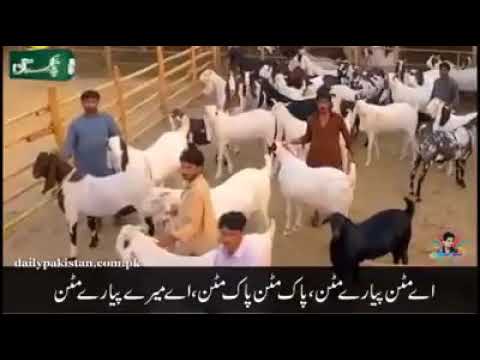 Pak matan bakra eid song - YouTube