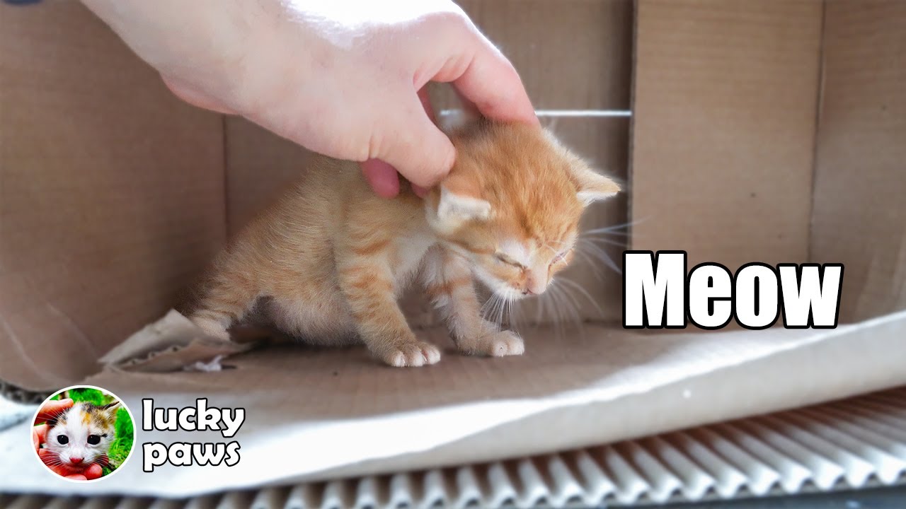 The INNNOCENT KITTEN is DESPERATELY Waiting for SOMEONE To HELP her ...