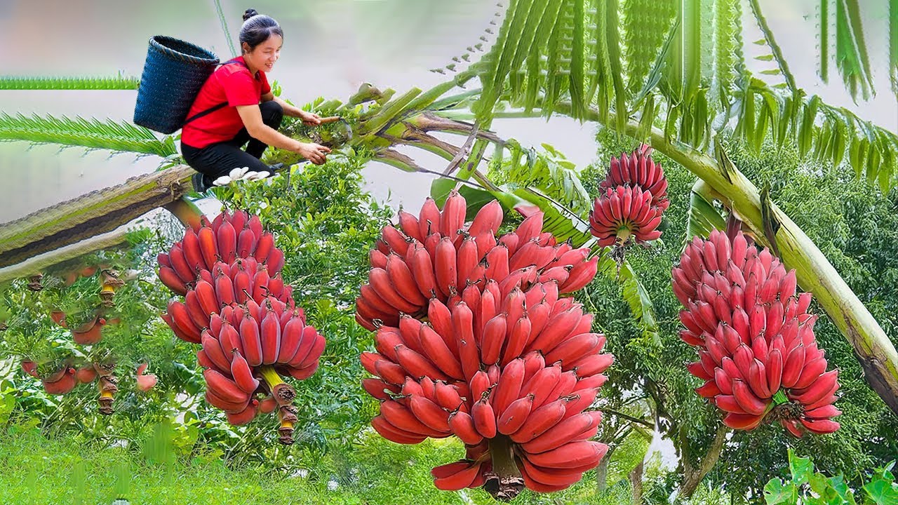 Harvest 1000+ Rare RED Bunches of Bananas from Village Goes to Market ...