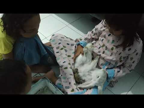 NENENIN BAYI KELINCI