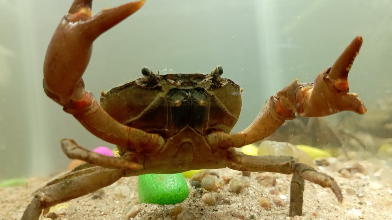 watch this mighty Male crab fighting for its territory 🦀🦀 - YouTube