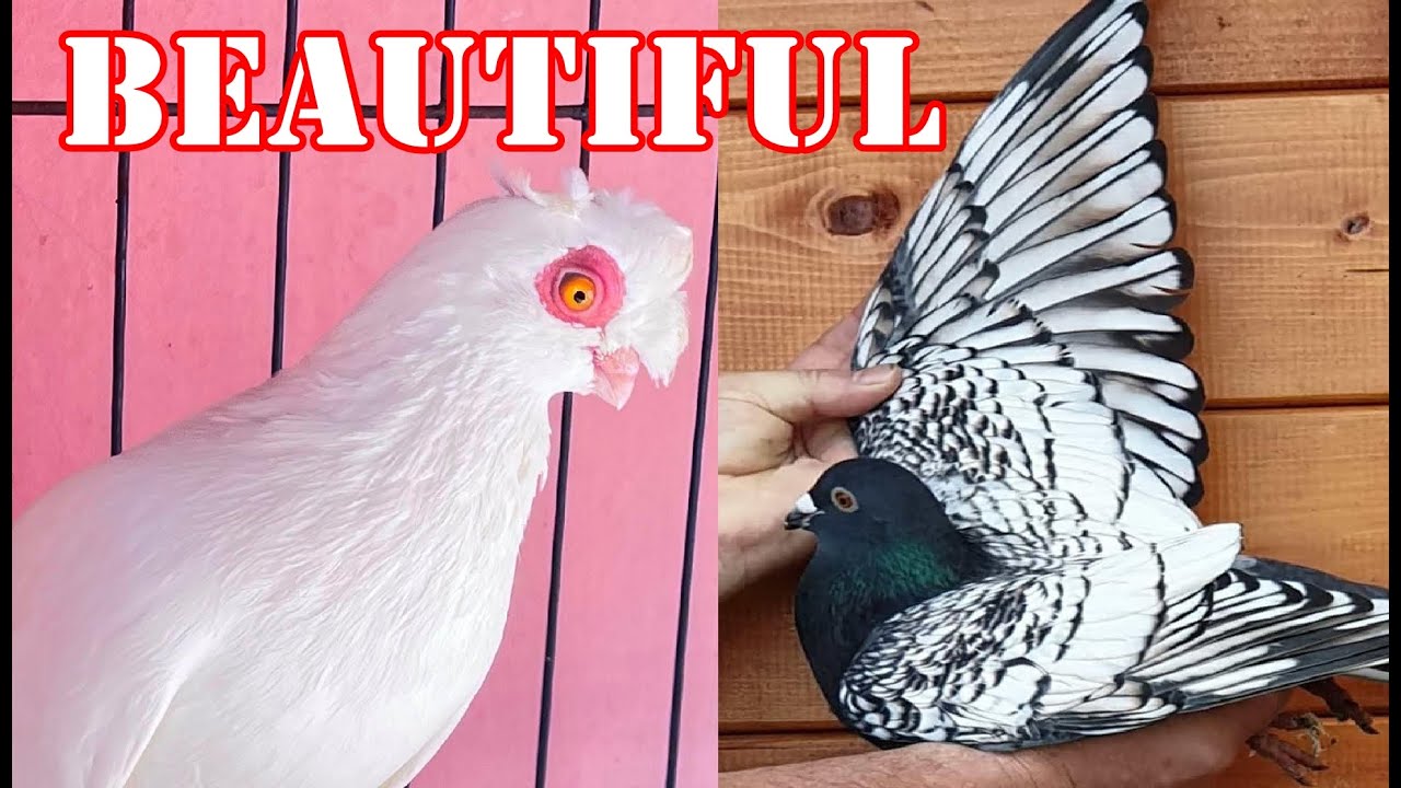 AMAZING FANCY PIGEON BREEDS VIDEO | EYE CATCHING PIGEON BREEDS ...